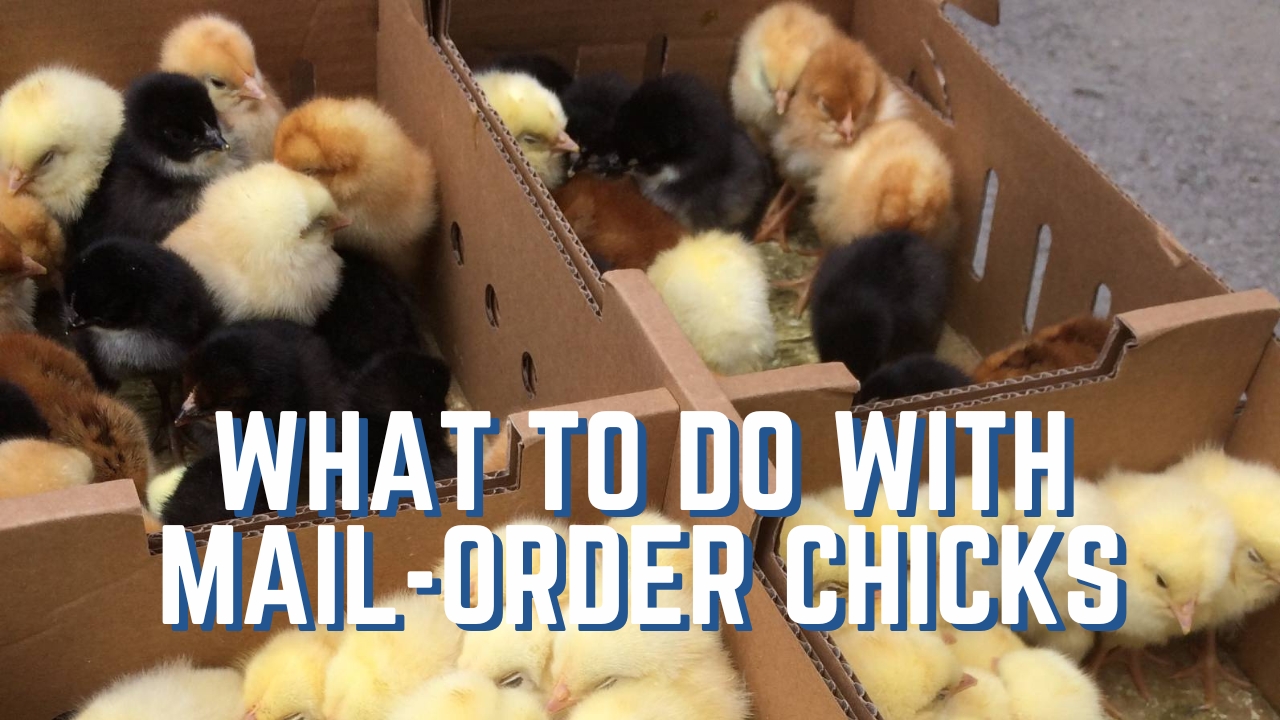 Caring for Chicks from the Hatchery to Home – Videos – Mother Earth News